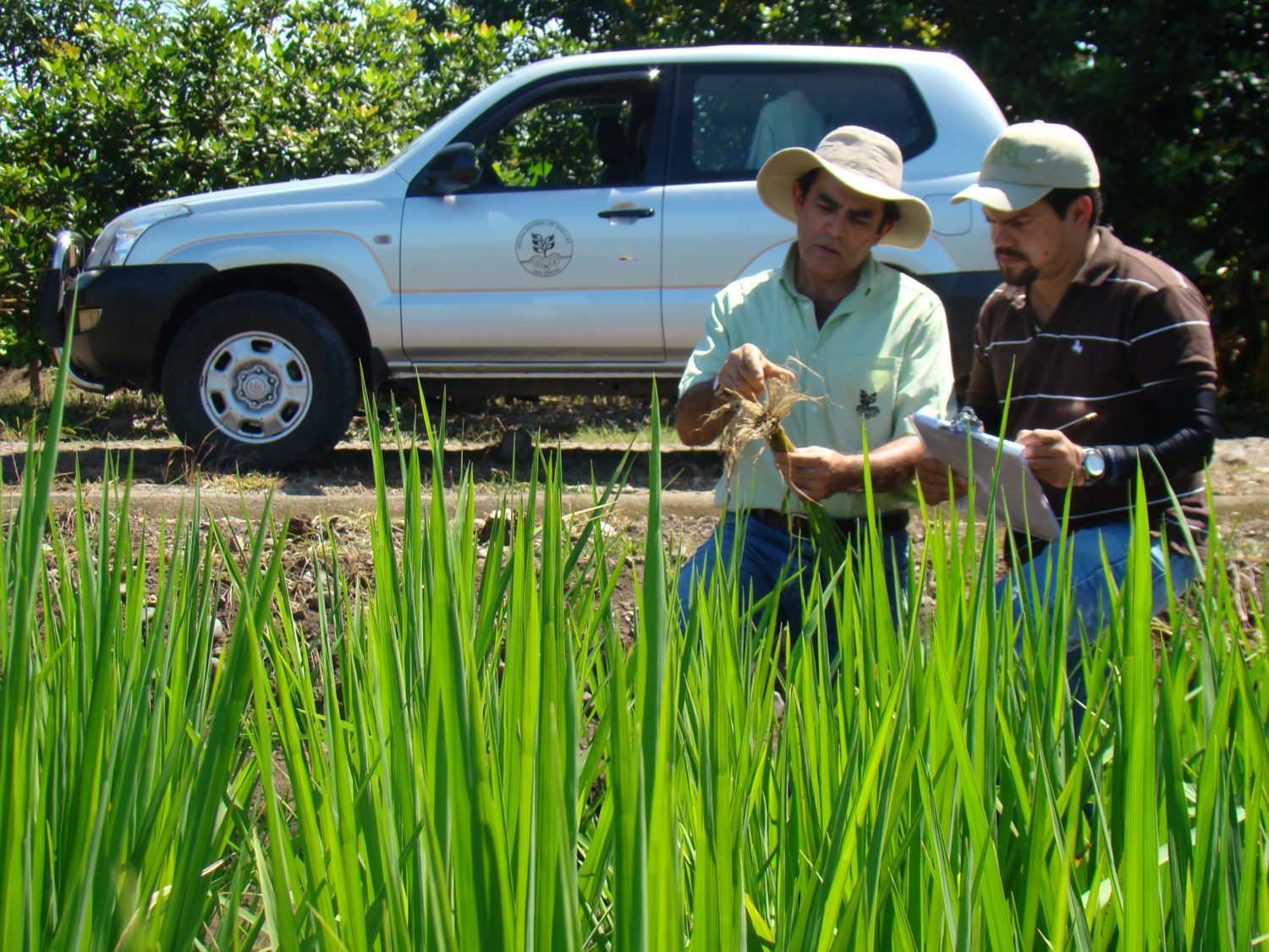 Certificación de Semilla de Arroz | Oficina Nacional de Semillas